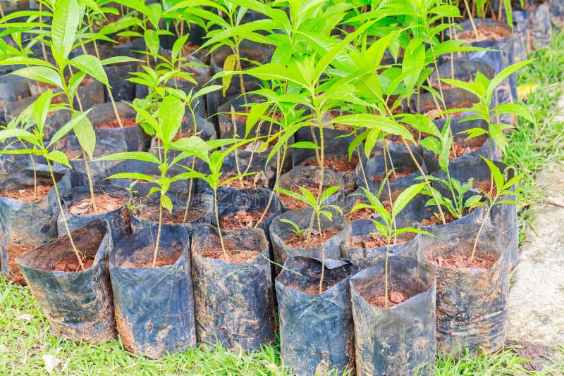 Planta nova foto de stock. Imagem de cultura, ambiente - 32833918