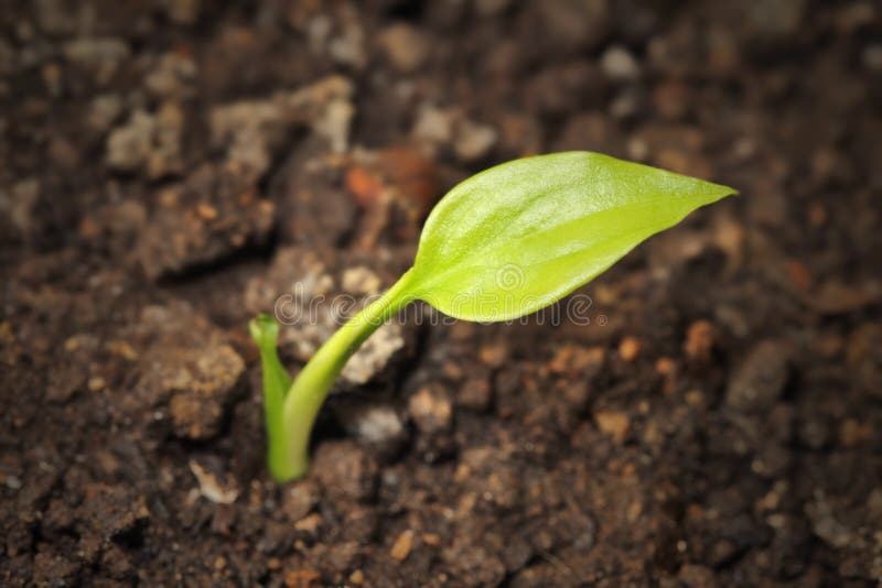 Planta nova foto de stock. Imagem de fundo, cultivar, solo - 4337548
