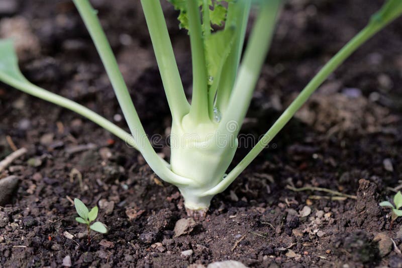 Planta Nova Da Couve De Nabo Em Uma Cama Do Jardim Foto de Stock ...
