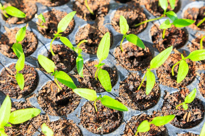 Planta Nova Para a Colheita Imagem de Stock - Imagem de tailandês ...