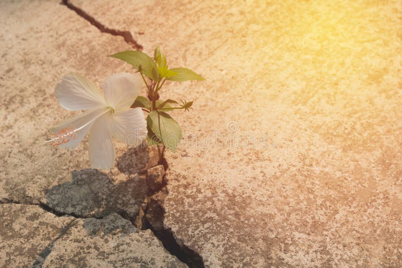 Planta Nova Verde Que Cresce Na Terra Do Cimento Foto de Stock - Imagem ...