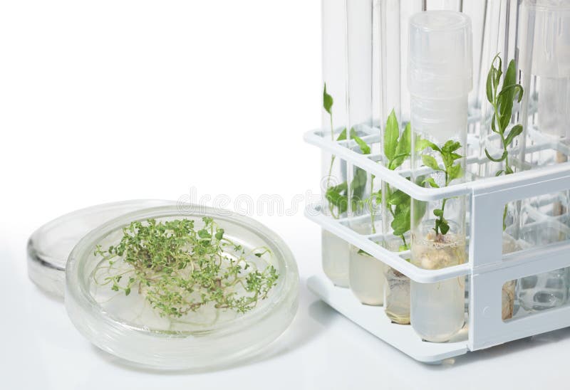 Plantas De Micropropagation in Vitro Imagem de Stock - Imagem de ...