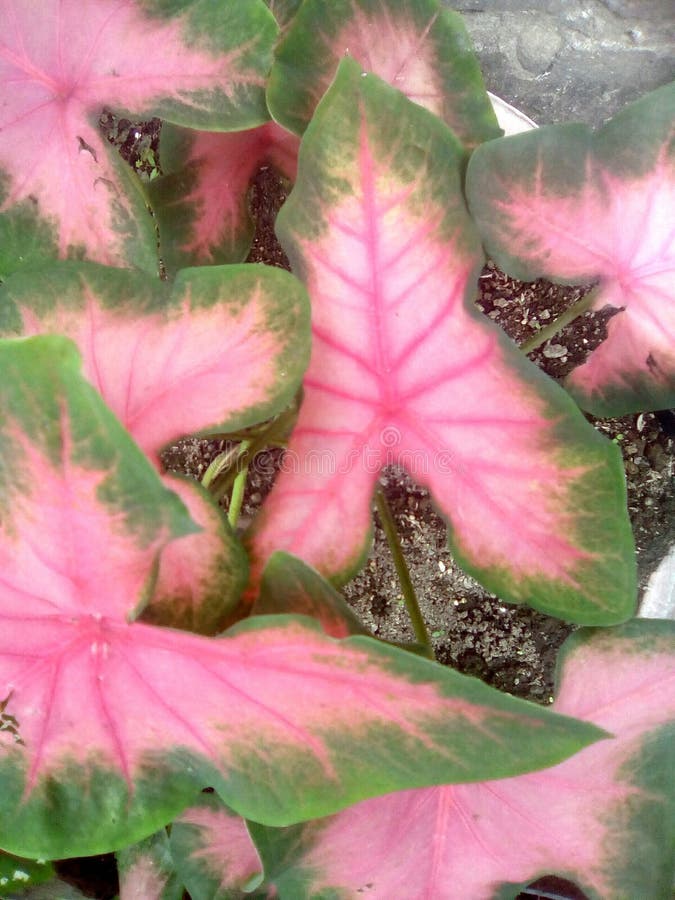 Planta Ornamental De Caladio Con Hojas Como Hojas De Taro Foto de ...