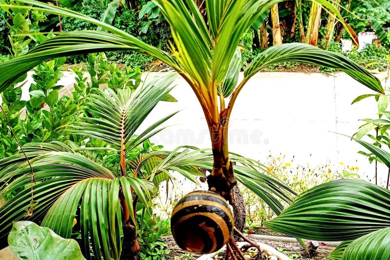 Planta ornamental de coco foto de archivo. Imagen de ornamental - 269601926