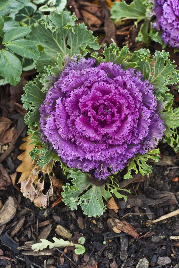 Planta Ornamental De La Col Rizada Imagen de archivo - Imagen de planta ...