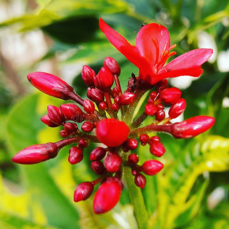Planta Peregrina Con Flor Rosa Imagen de archivo - Imagen de flor ...