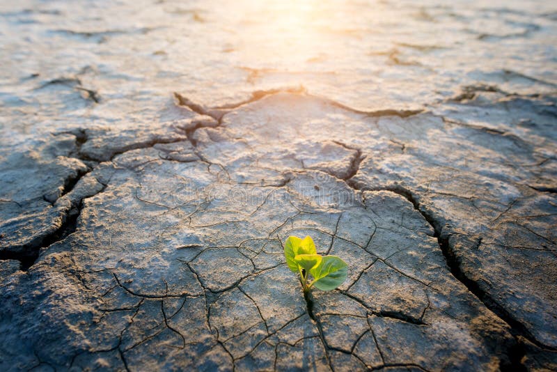 Planta Que Crece En Desierto Imagen de archivo - Imagen de seco, tierra ... Planta Que Crece En Desierto Imagen de archivo - Imagen de seco, tierra ...