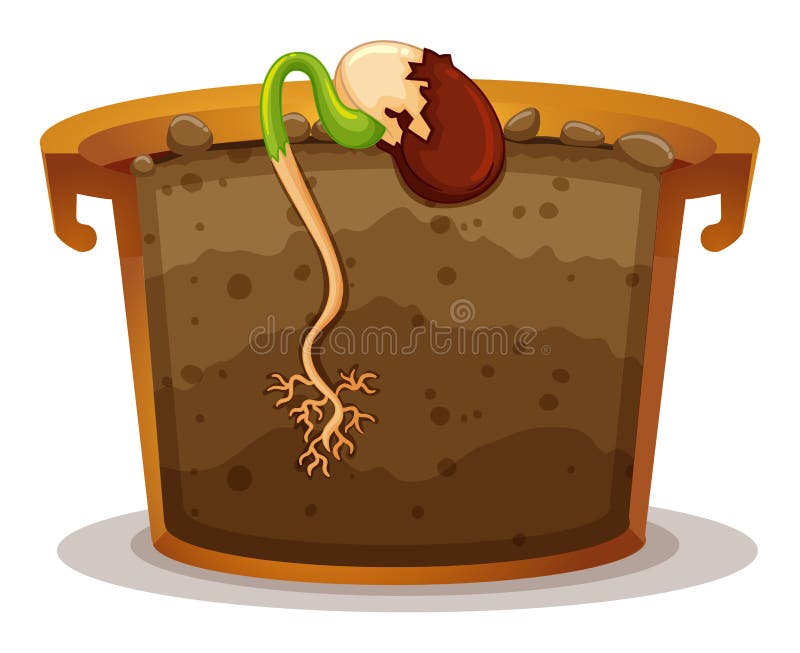 Sinal Da Semente Dos Desenhos Animados Ilustração do Vetor - Ilustração ...