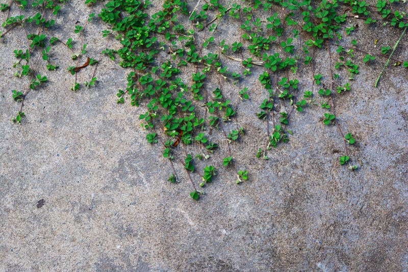 Planta Que Sube Molida Y Verde Del Cemento Foto de archivo - Imagen de ...