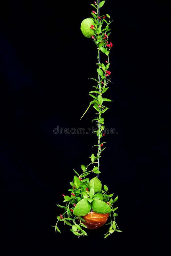 Planta Que Sube Verde Con Poca Flor Roja Foto de archivo - Imagen de ...