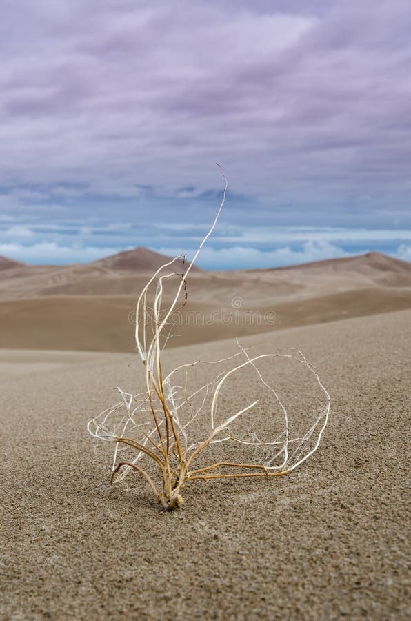 Planta Rodadora En Las Dunas De Arena Verticales Foto de archivo ...