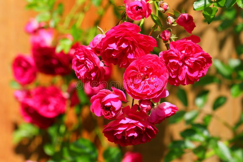 Planta rojiza de rosales imagen de archivo. Imagen de planta - 189493861