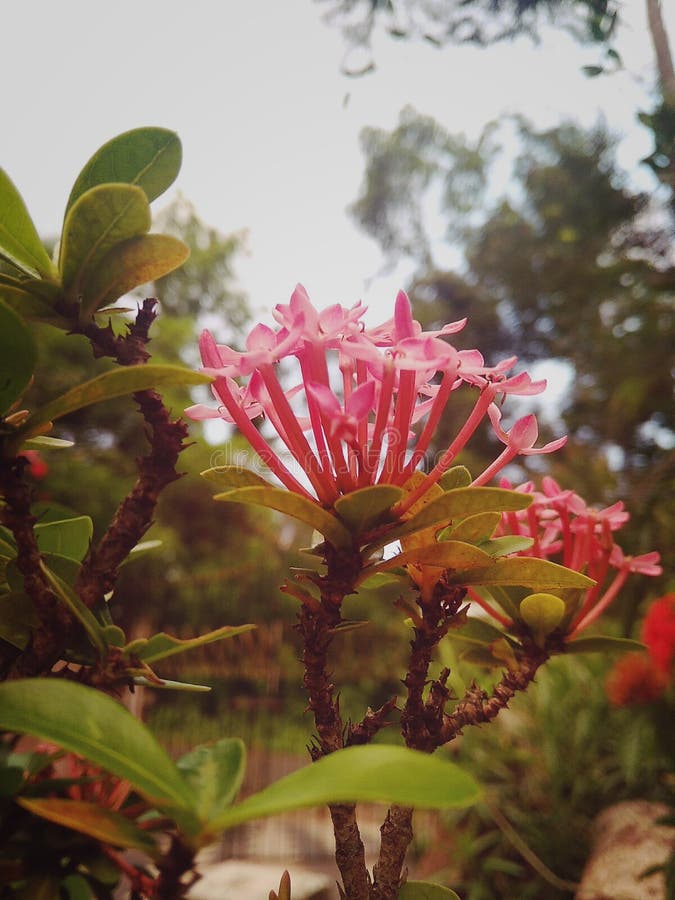 Planta rosa ixora coccinea imagen de archivo. Imagen de rojo - 182347899