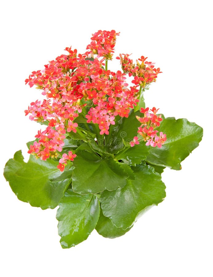 Planta Rosada De La Flor Del Kalanchoe Foto de archivo - Imagen de ...