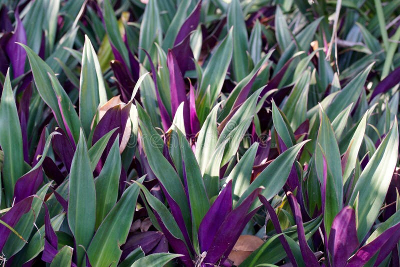 Planta roxa e verde foto de stock. Image of planta, colorido - 84269168