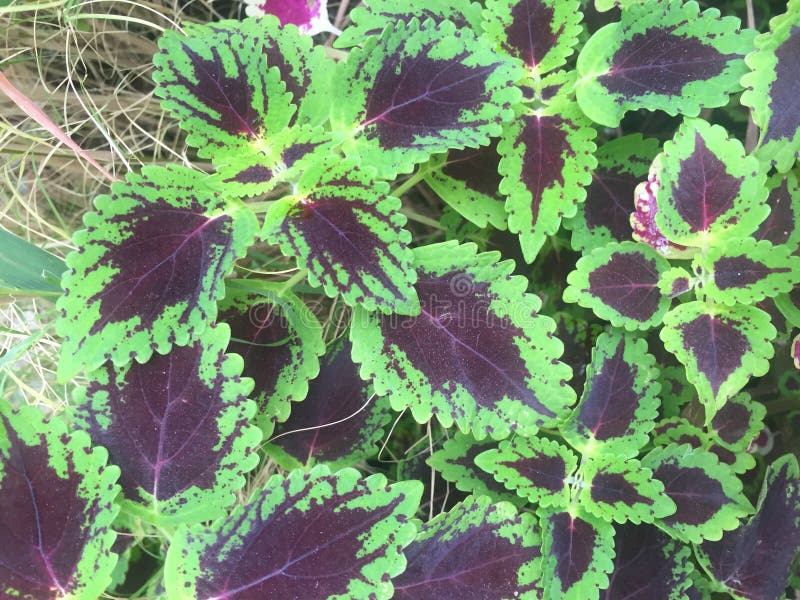 Planta Roxa E Verde Do Coleus Imagem de Stock - Imagem de textura ...