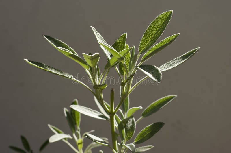 Planta sabia imagen de archivo. Imagen de hojas, fragancia - 15485051