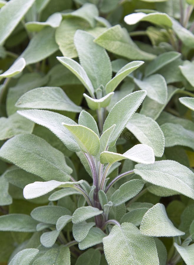 Planta sabia imagen de archivo. Imagen de perfumado, cierre - 24091643
