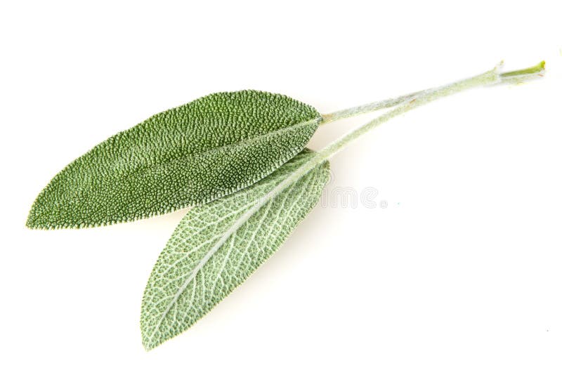 Planta sabia imagen de archivo. Imagen de planta, verde - 37925683