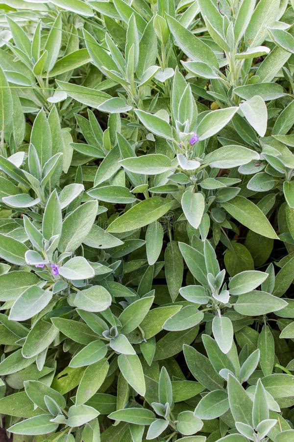 Planta sabia foto de archivo. Imagen de flores, cubo - 67868384