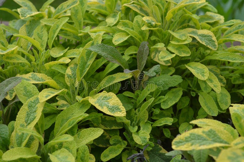 Planta sabia foto de archivo. Imagen de amarillo, sabio - 83737366