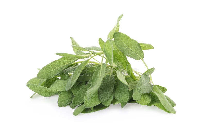 Planta Sabia En Un Fondo Blanco Imagen de archivo - Imagen de sabio ...