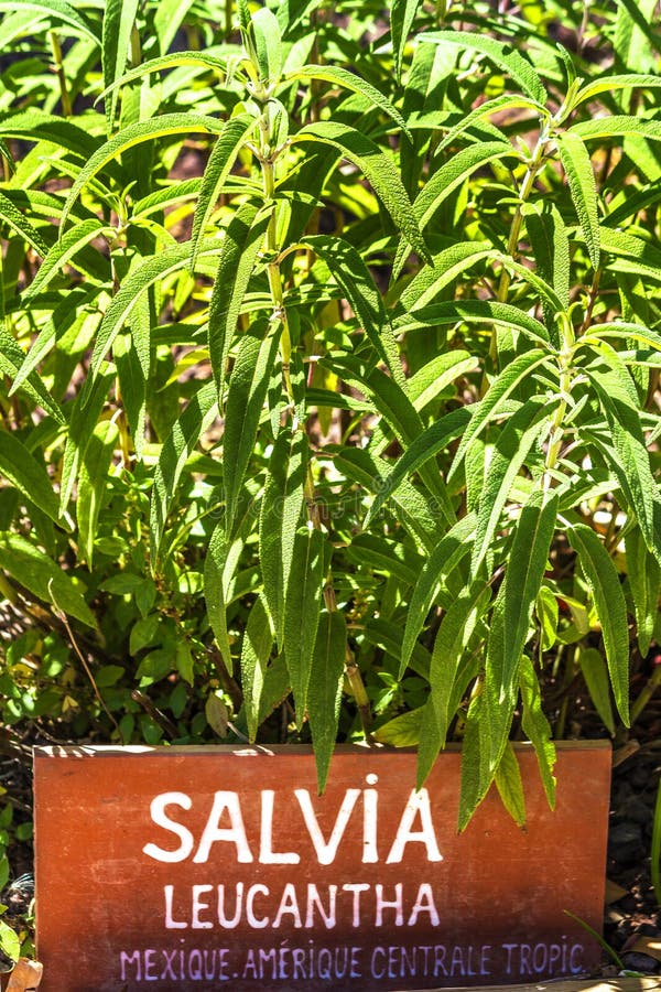 Planta sabia tropical foto de archivo. Imagen de sabio - 40071684