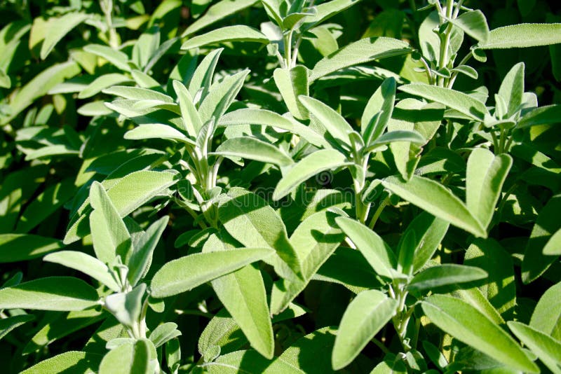 Planta sabia verde foto de archivo. Imagen de modelo - 119011628