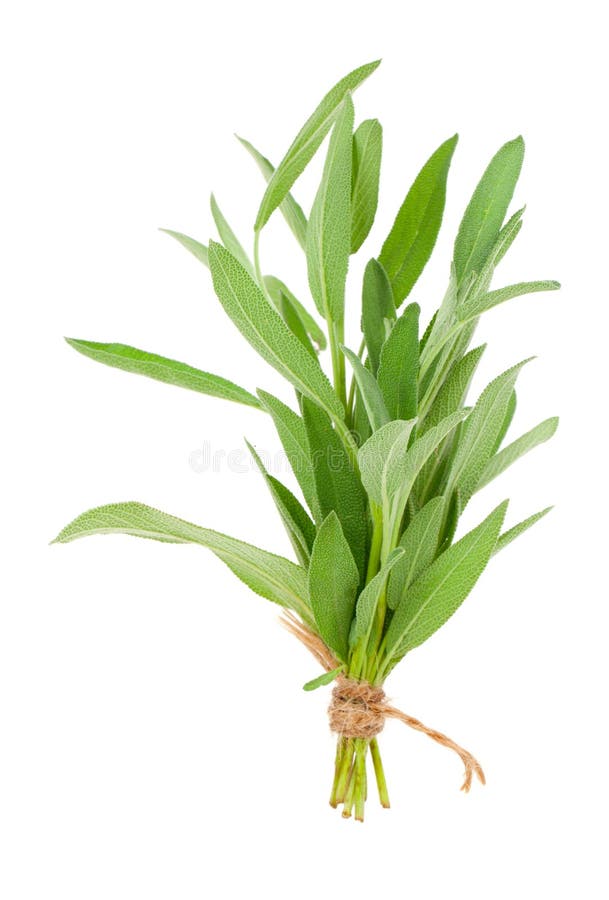 Planta sabia verde imagen de archivo. Imagen de hoja - 28681753