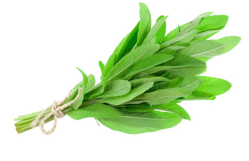Planta sabia verde foto de archivo. Imagen de salud, frescura - 32072138
