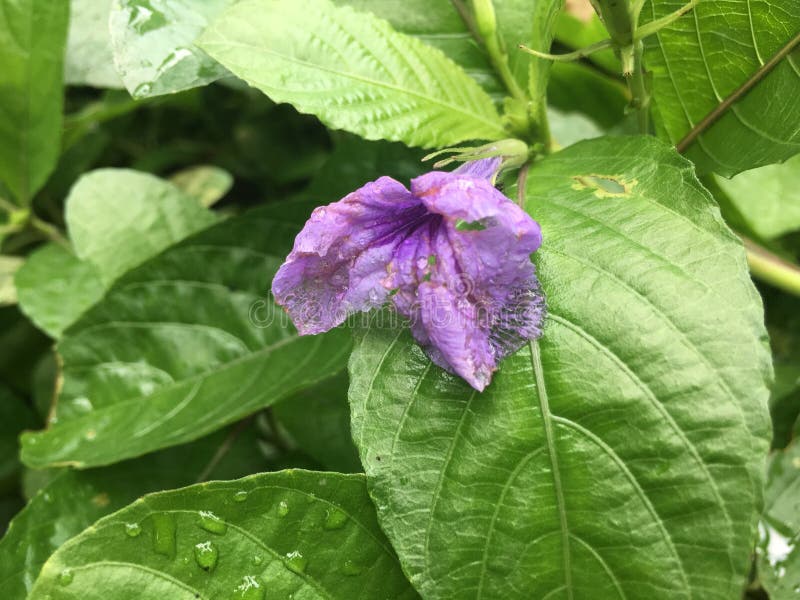 Flor De La Planta De La Coca Foto de archivo - Imagen de coca, planta ...