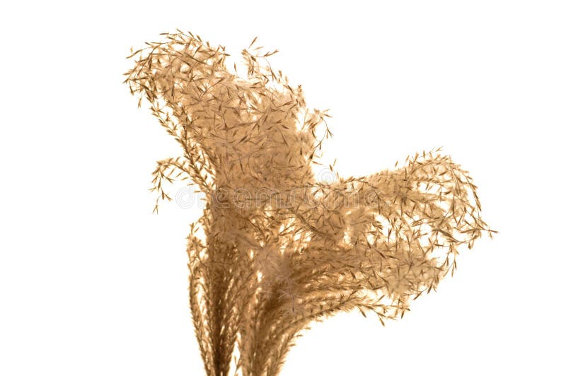 Planta Seca Aislada En Fondo Blanco Imagen de archivo - Imagen de ...