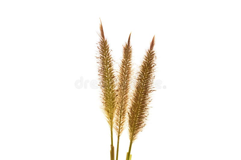 Planta Seca Aislada En Fondo Blanco Foto de archivo - Imagen de macro ...