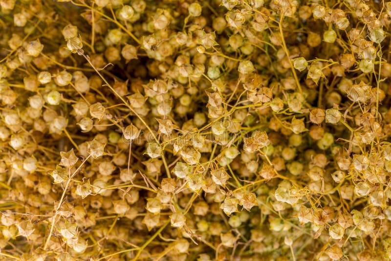 Usitatissimum De Linum De La Planta Del Lino Imagen de archivo - Imagen ...