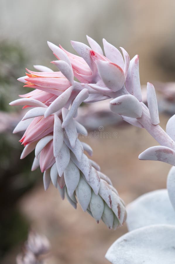 Planta Suculenta Con La Flor Rosada Imagen de archivo - Imagen de macro ...