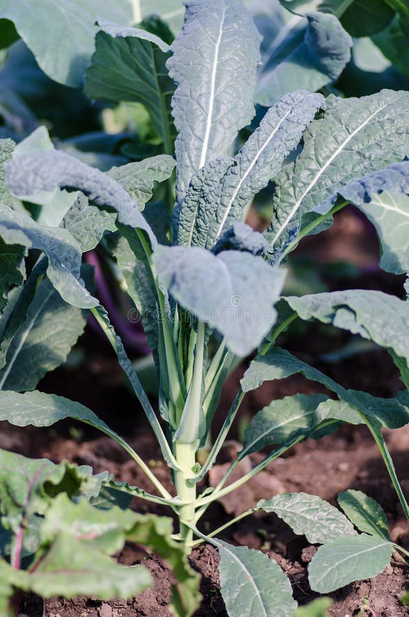 Planta Toscana Negra De La Col Rizada Foto de archivo - Imagen de sano ...