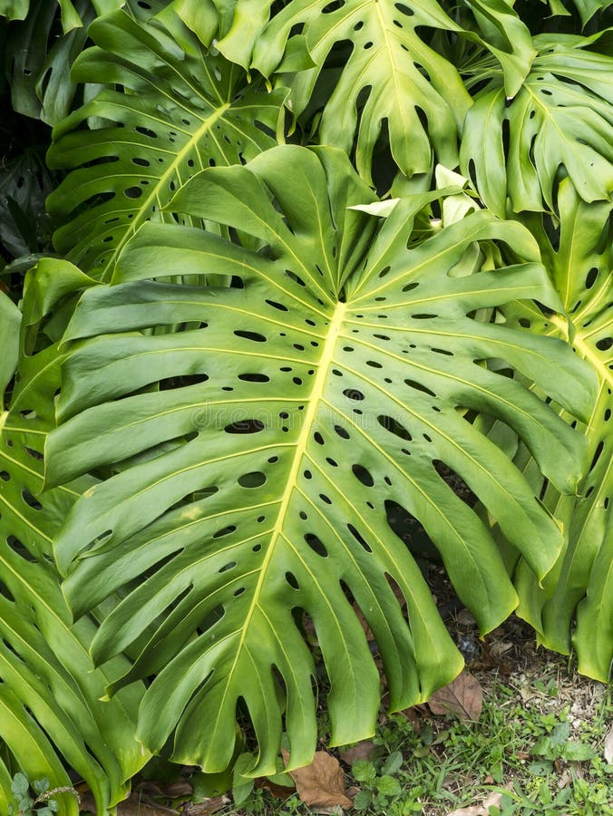 Planta tropical imagen de archivo. Imagen de hoja, tropical - 31492761