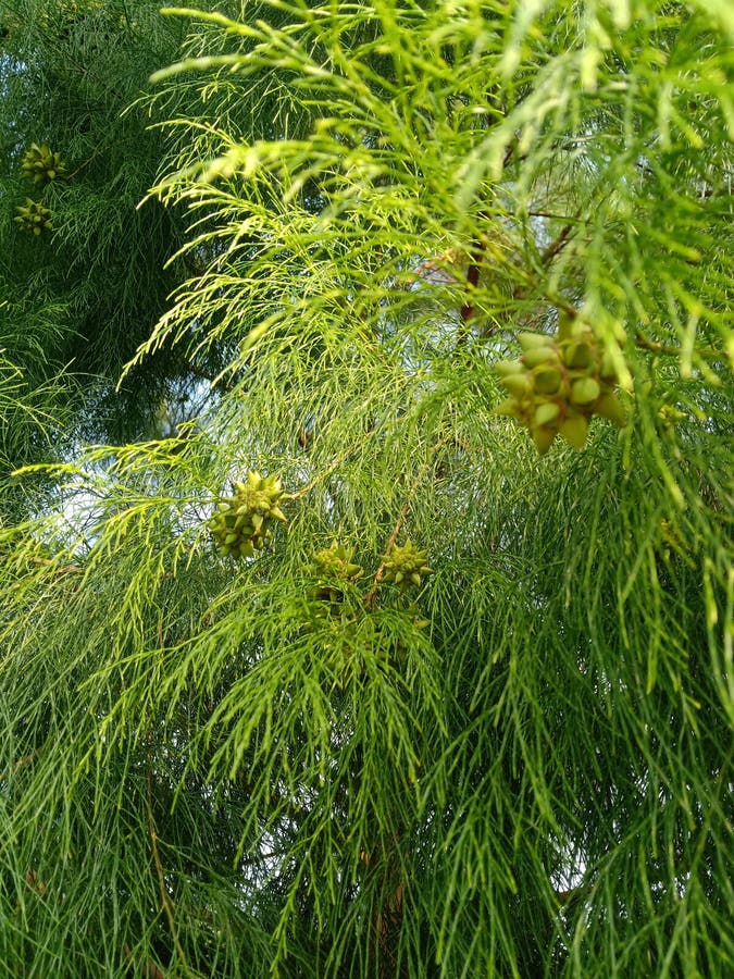 Planta Tropical Con Flor De Espiga Foto de archivo - Imagen de ingenio ...