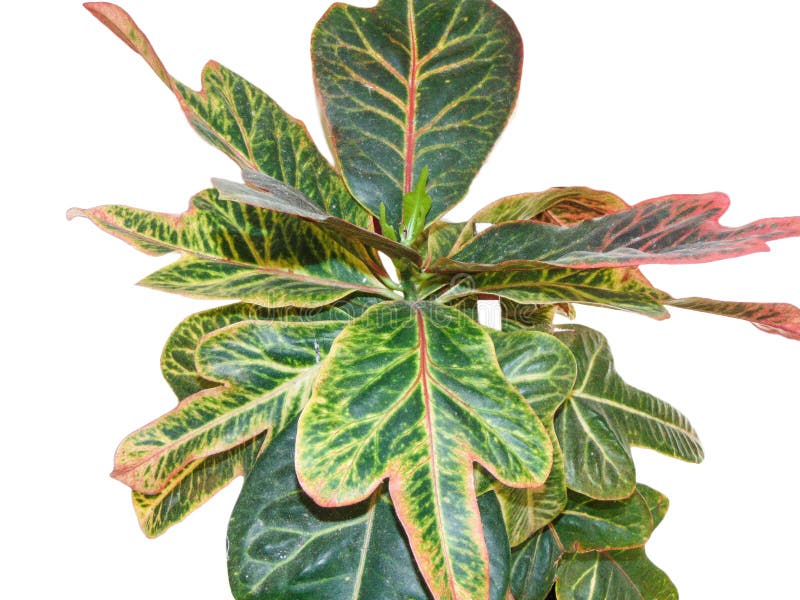 Planta Variegada De Croton Isolada Em Branco. Codiaeum Variegatum Foto ...