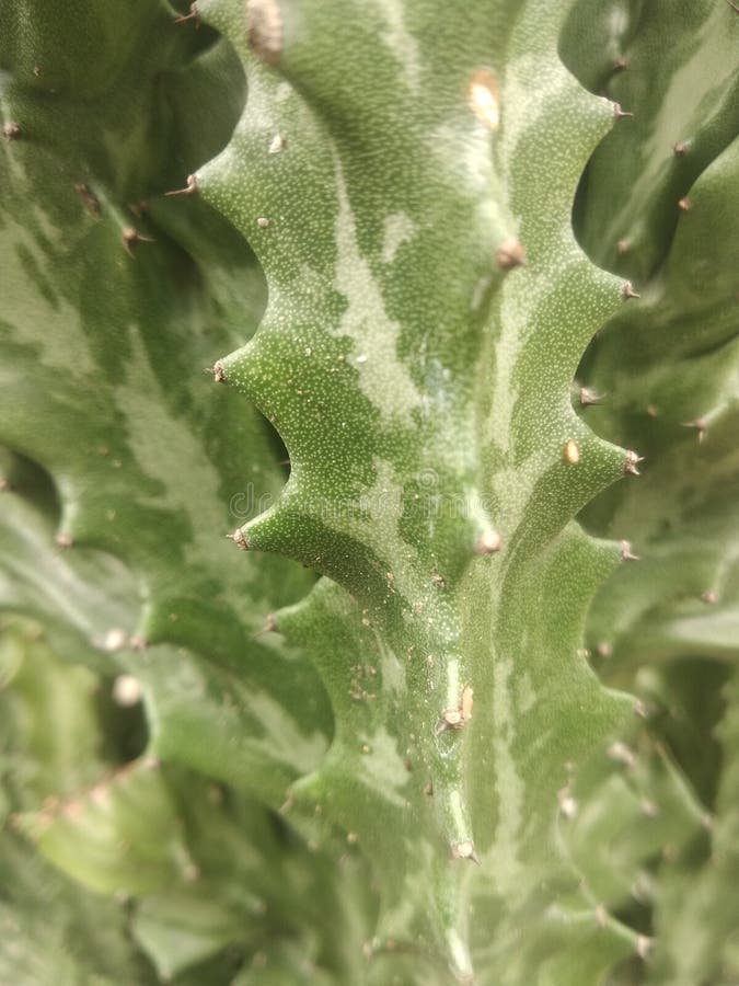 Planta Verde Con Espinas Agudas Largas Imagen de archivo - Imagen de ...