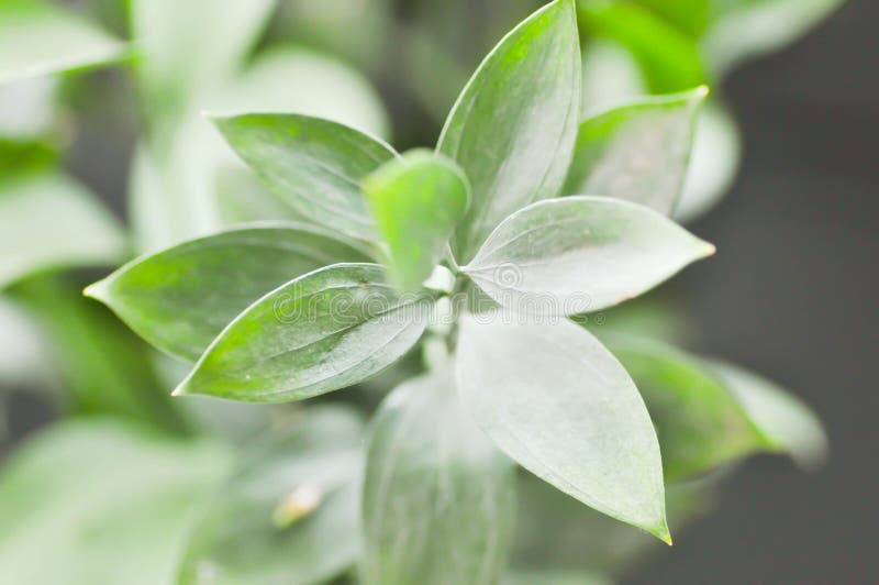 Planta Verde Do Ruscus Israelita Imagem de Stock - Imagem de floral ...