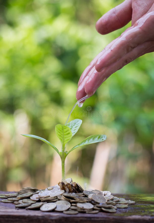 Planta Verde En Las Monedas De Oro Imagen de archivo - Imagen de ...