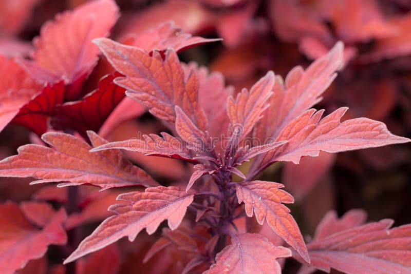 Planta vermelha foto de stock. Imagem de planta, pontiagudo - 21340384