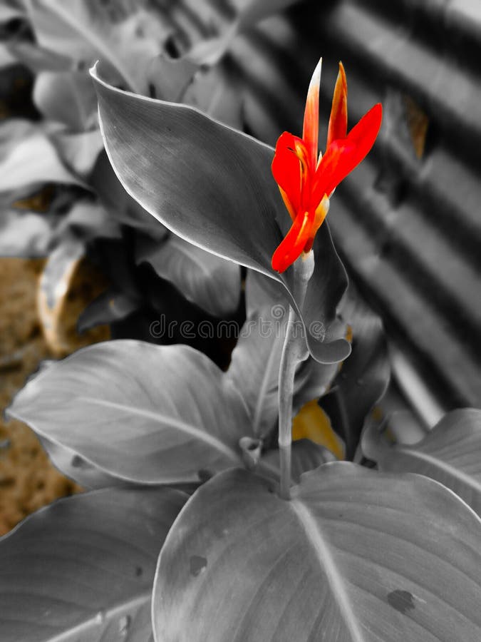 Planta Vermelha Bonita E Decorativa Da Flor Foto de Stock - Imagem de ...