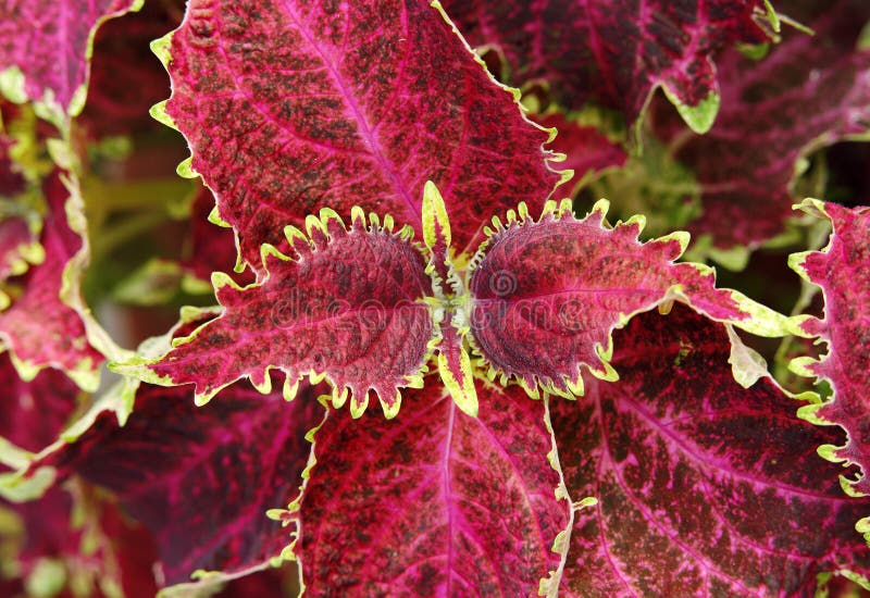 Planta Vermelha Decorativa Da Folha Do Coleus Imagem de Stock - Imagem ...