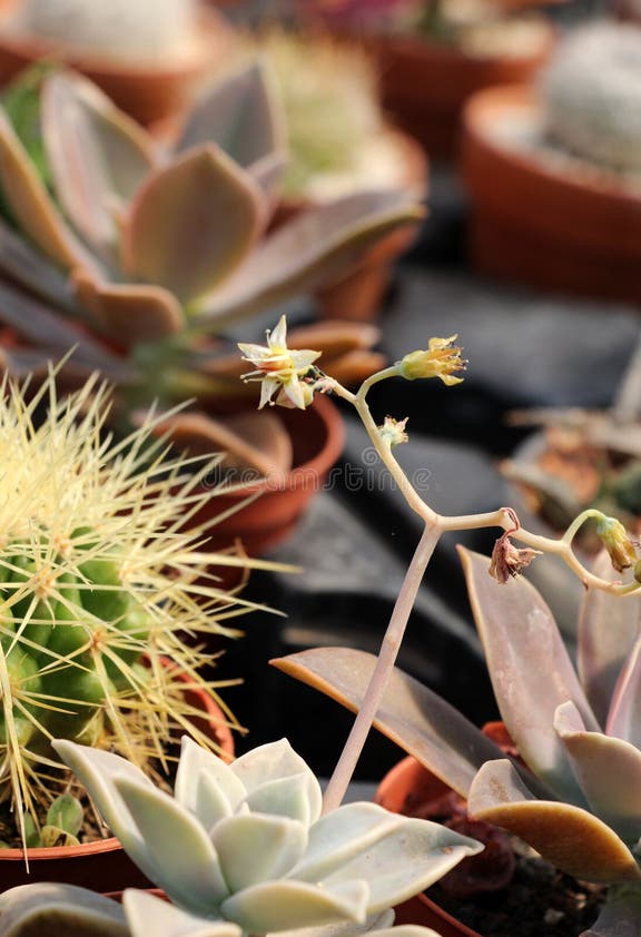 Planta Y Catcus Suculentos Florecientes Foto de archivo - Imagen de ...