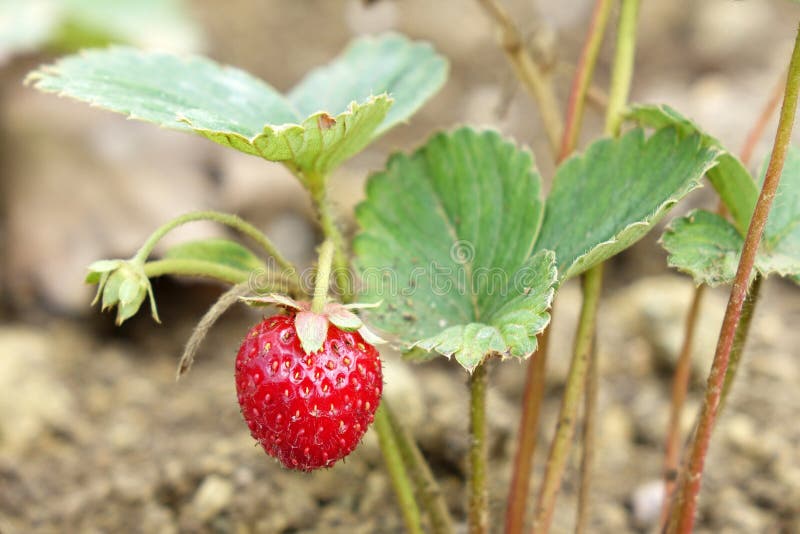 Planta y fruta de fresa foto de archivo. Imagen de rojo - 137811902