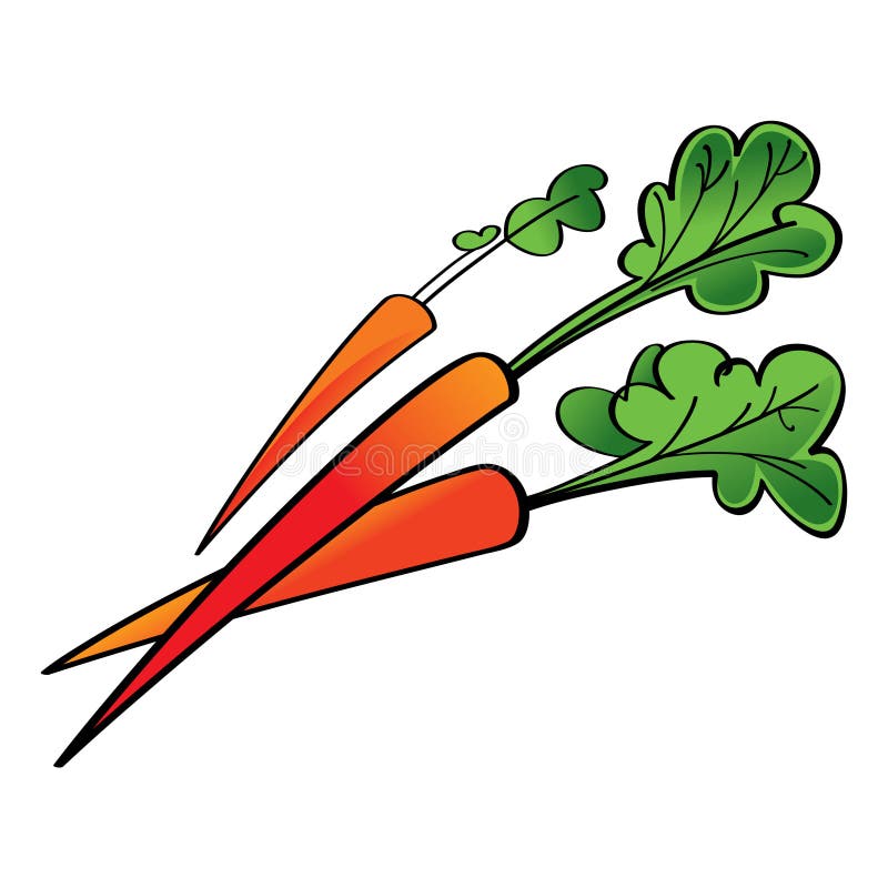 Plantaardige rode Wortel vector illustratie. Illustration of gezondheid ...