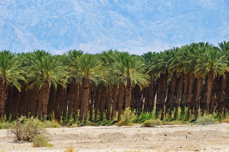Arboleda De Palmeras En El Desierto, Israel Foto de archivo - Imagen de ...