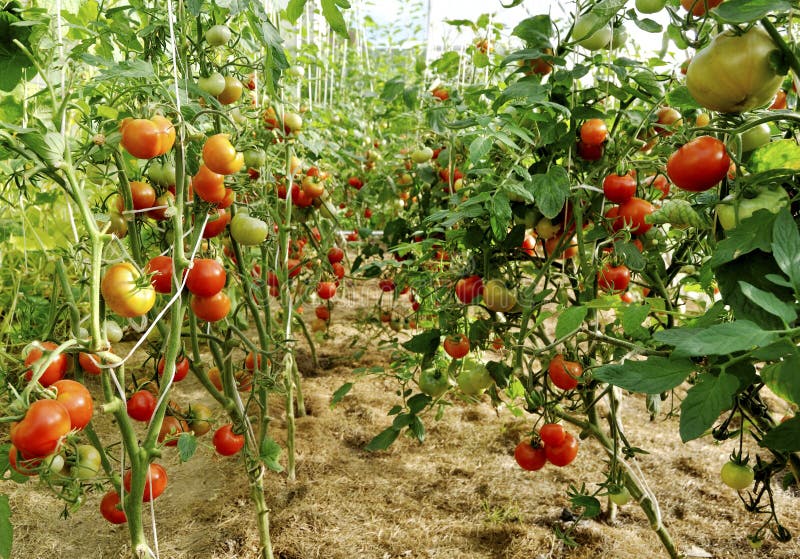 Plantación de tomates imagen de archivo. Imagen de rural - 26140957